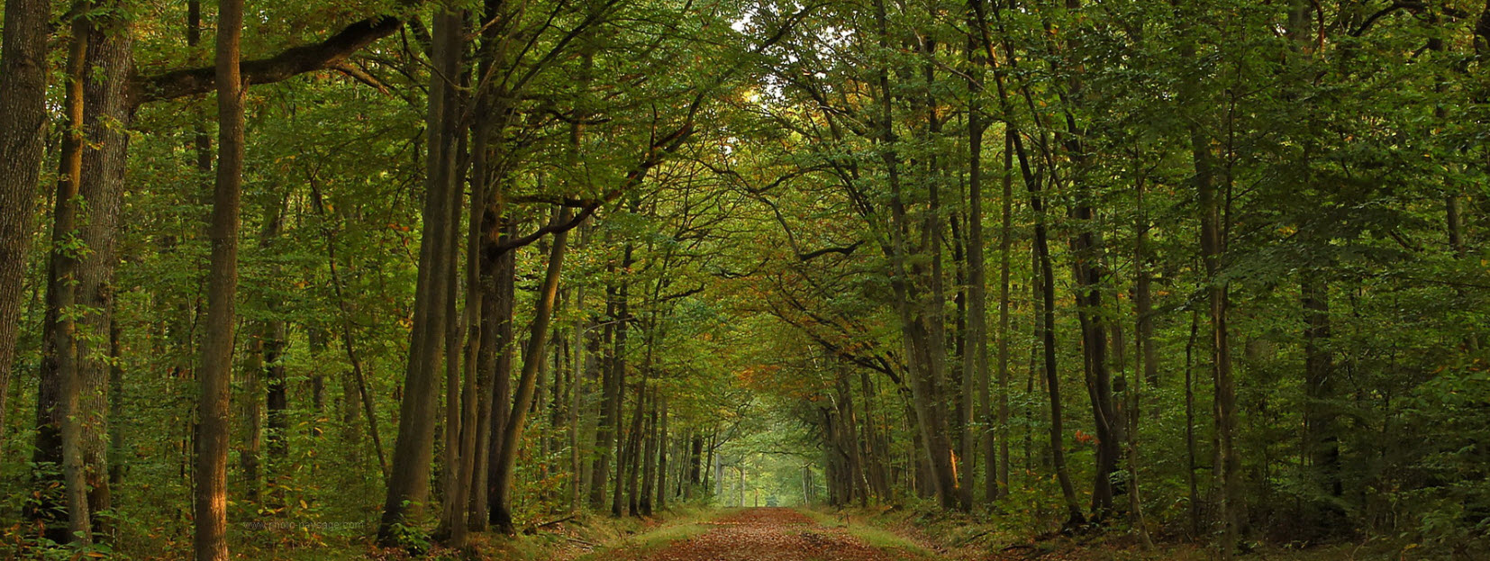 La forêt de Madame Claire BERINGER - Udianas Les arbres-souvenir
