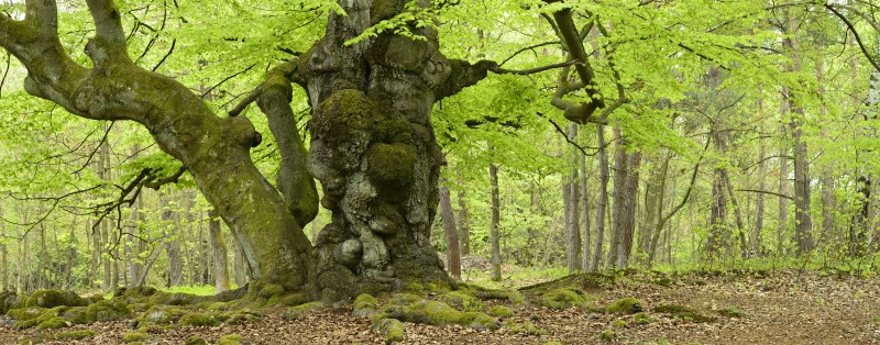 L'udiana de Sue MAGEE - Udianas Les arbres-souvenir
